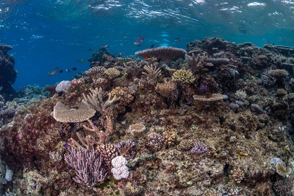 Fiji’s Coral Reefs Show Remarkable Recovery After Category 5 Cyclone ...