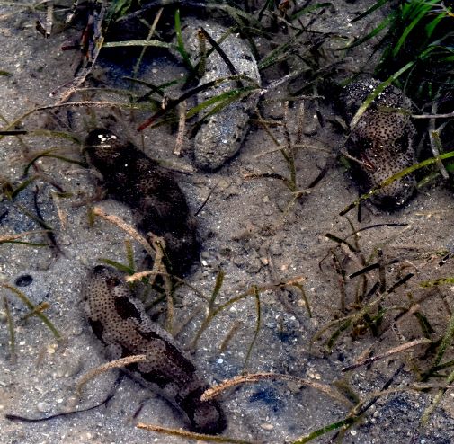 Fiji's first community-led sea cucumber management plan launched in ...